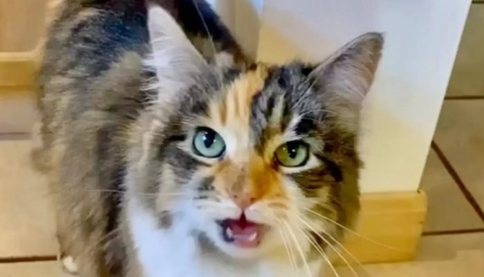 Le chat intelligent qui prononce le mot "ok" comme un être humain