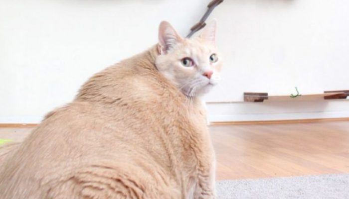 Personne n'a reconnu ce chat mince et magnifique après avoir adopté ...